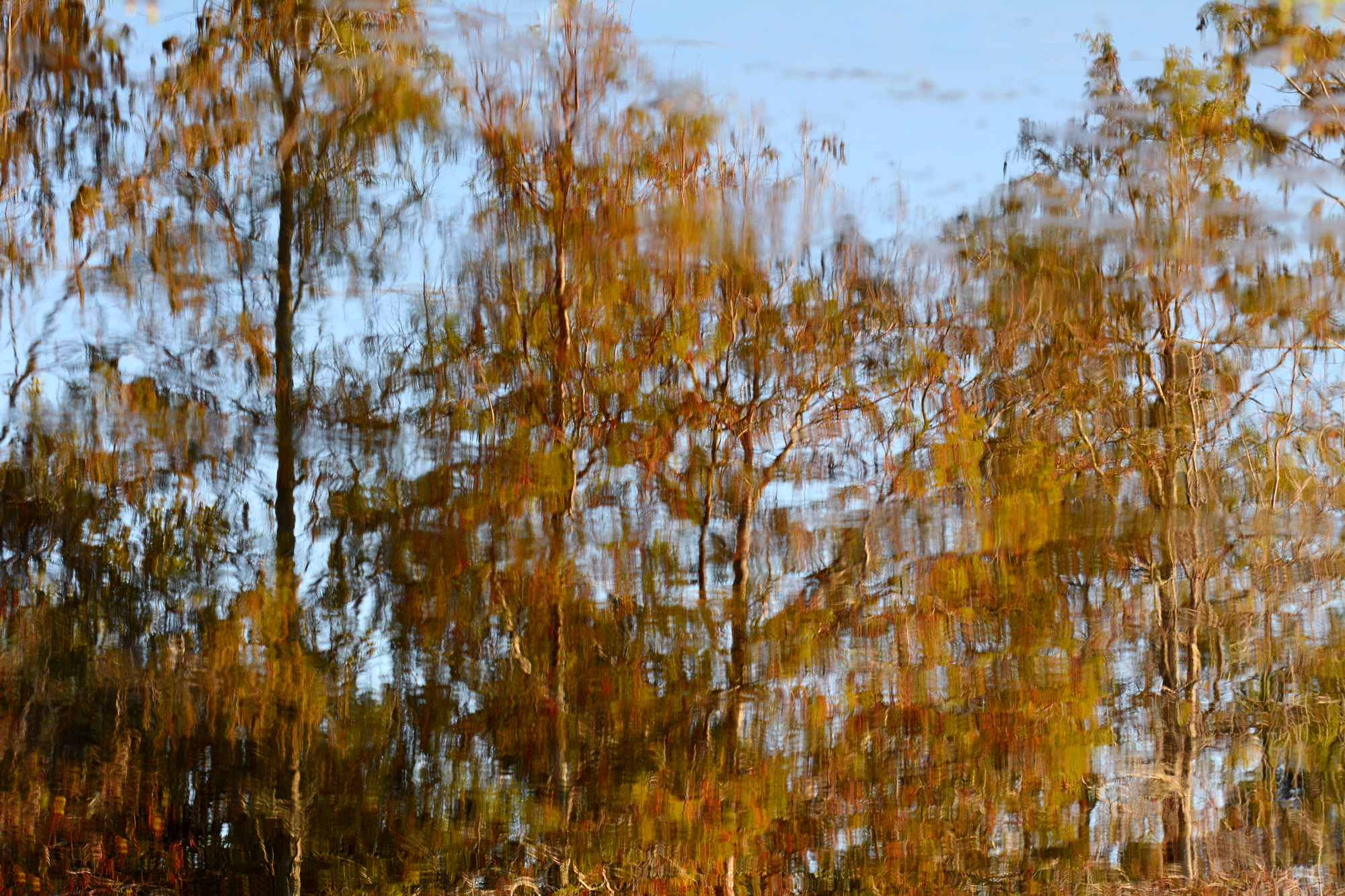 Winter Tree Reflections | Shutterbug